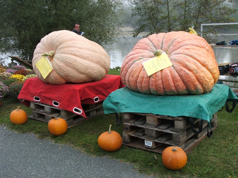 WYSIWYG Web Builder - News Writer